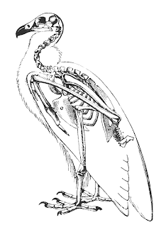Webb's Blog: Studying human and vulture structure